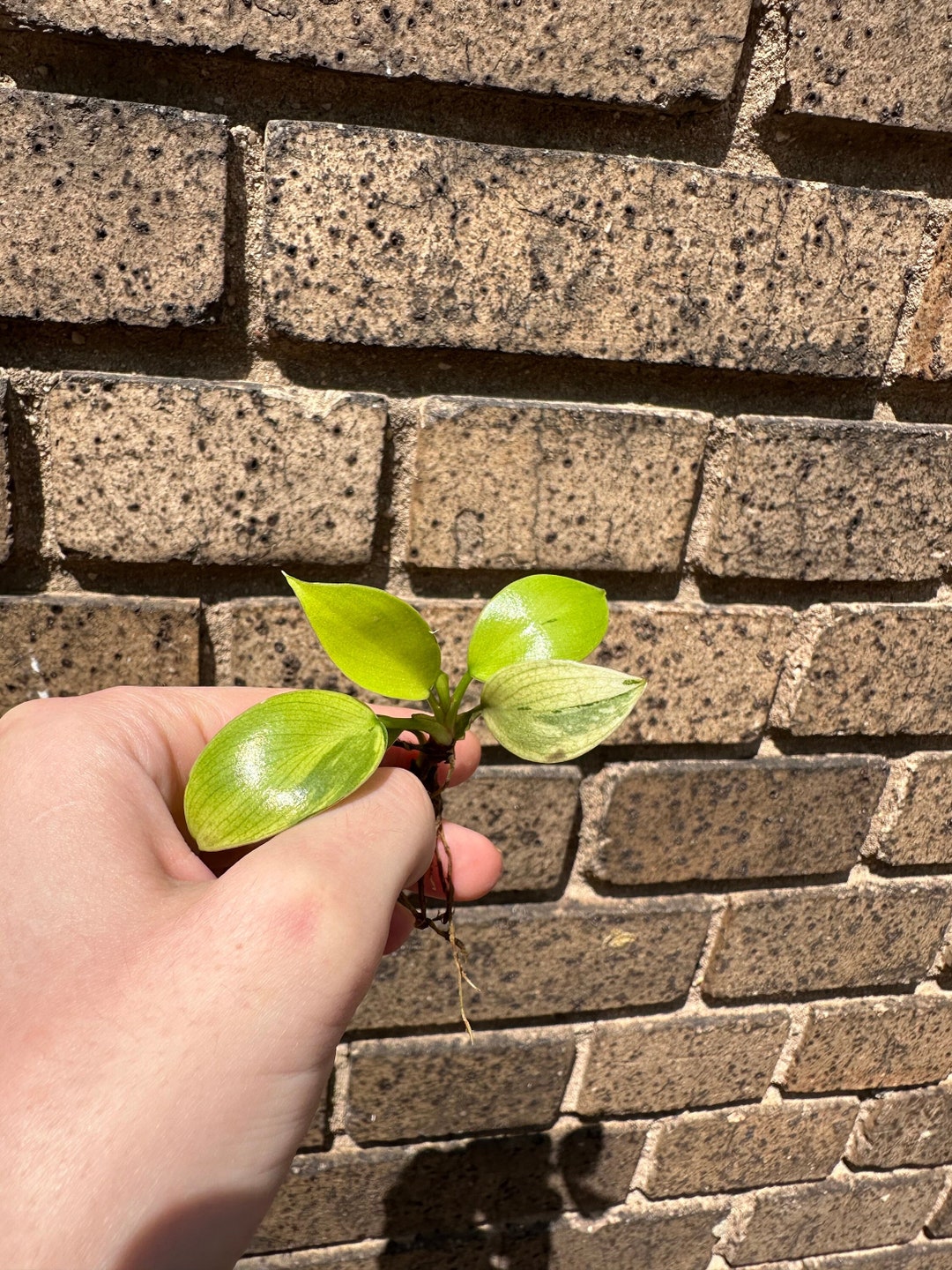 Variegated Birkin Aurea Philodendron Small Plant - Etsy