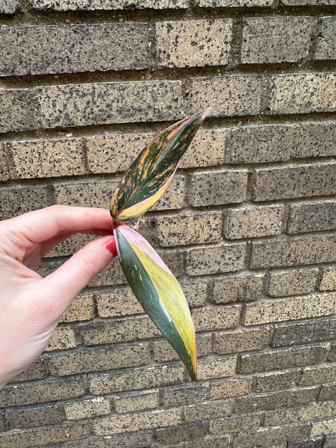 FIRE Philodendron Pink Princess Aurea Variegated TOP Cutting Plant ...