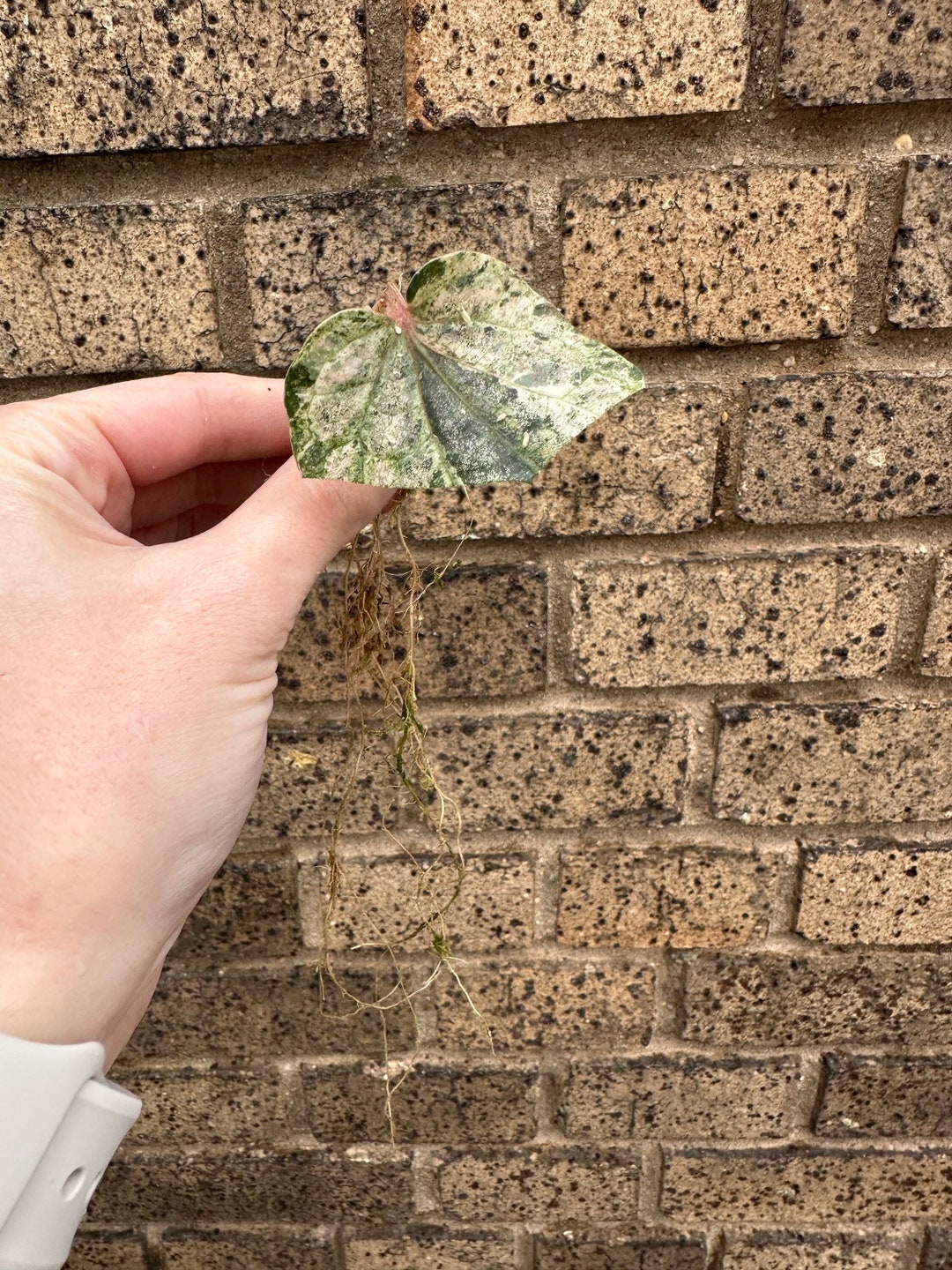 Piper Sylvaticum Variegated Small Plant - Etsy