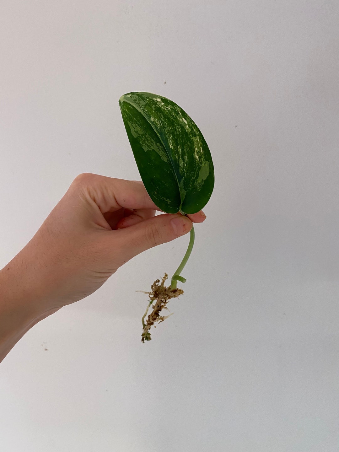 Variegated Scindapsus Jade Satin Albo Single Leaf Cutting - Etsy