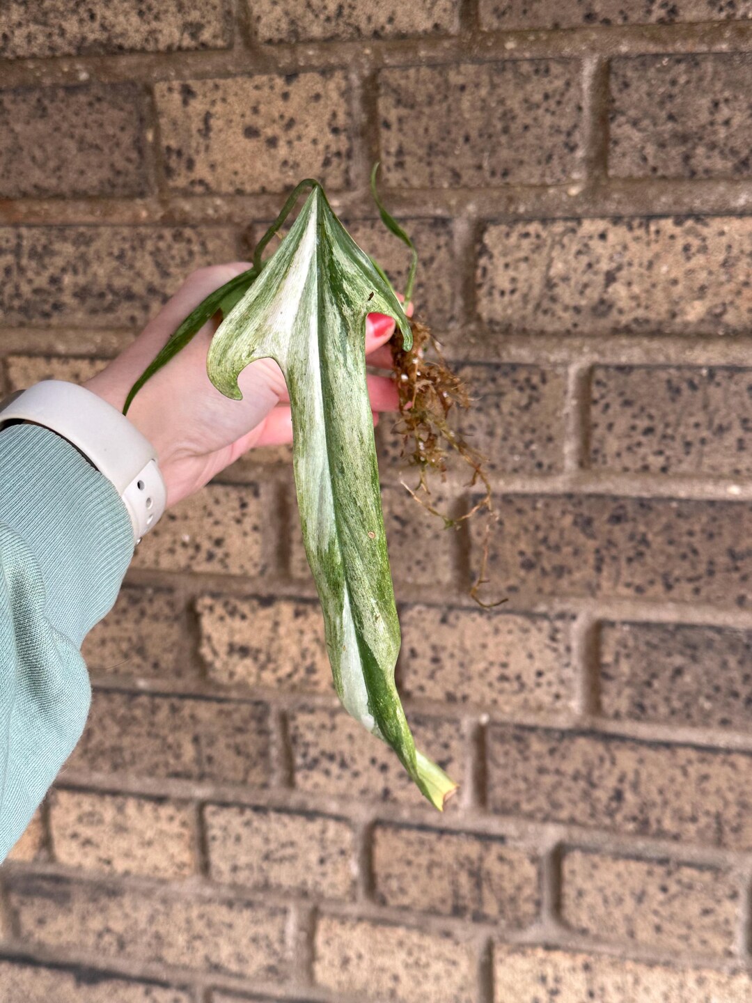 Holtonianum Philodendron Variegated Multi Leaf Mid Cutting - Etsy