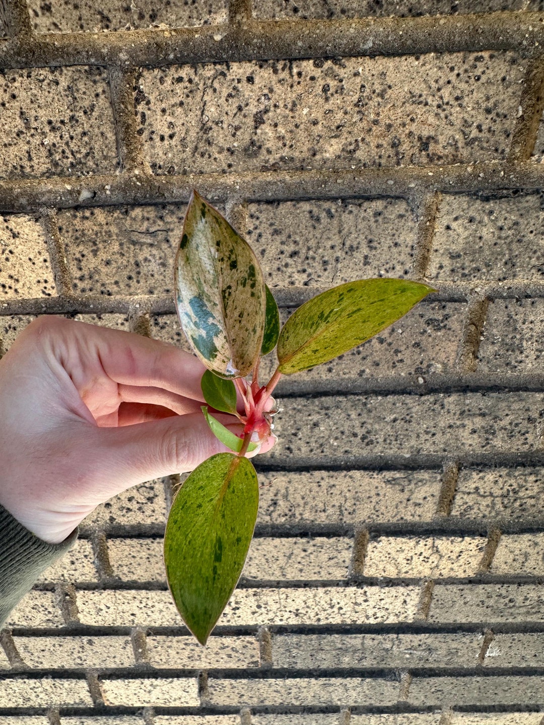 Dwarf Red Congo Mint Variegated Plant Cutting - Etsy