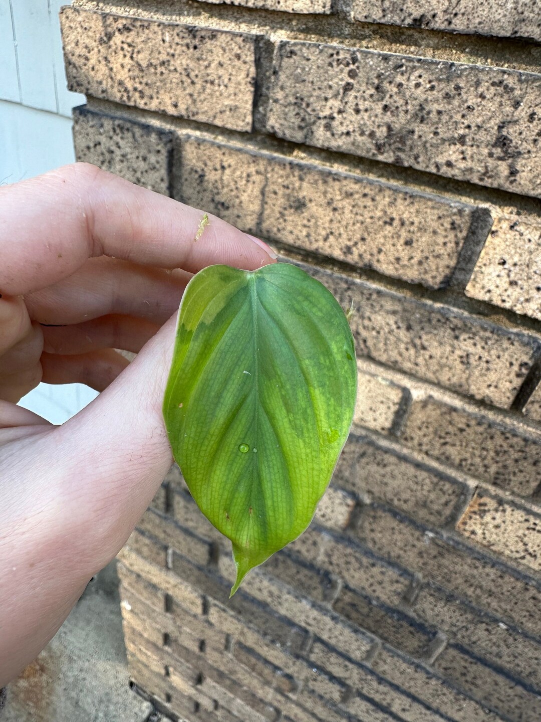 Variegated Fuzzy Petiole Philodendron Mid Cut Cutting - Etsy