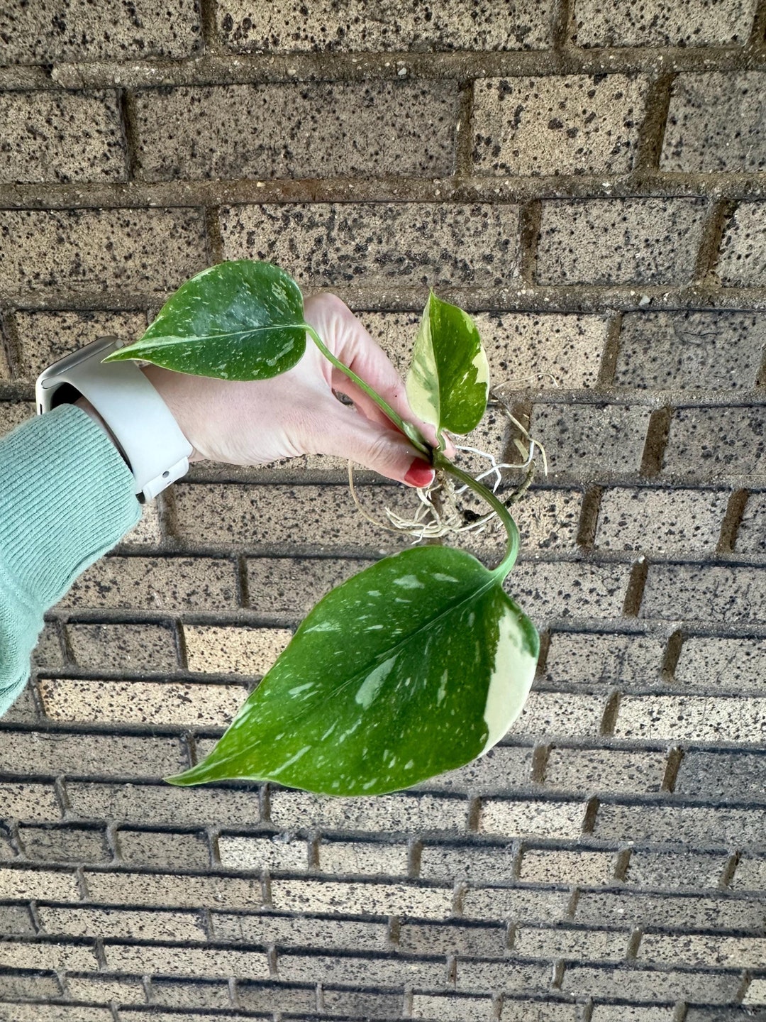 Monstera MEDUSA Contorted Small Plant - Etsy