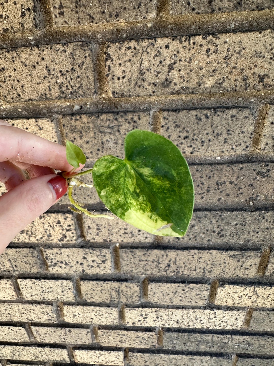 Ace of Spades X Papillilaminum Variegated Anthurium Cross Top Cut - Etsy