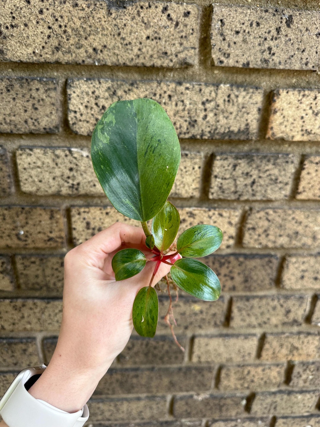 Dwarf Red Congo Mint Variegated Plant Cutting - Etsy