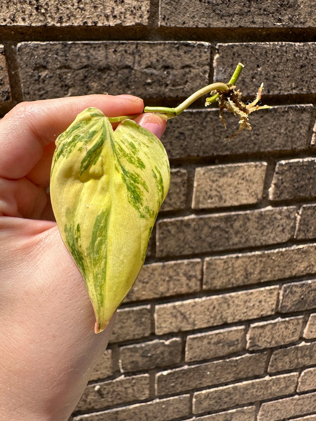 Micans Aurea Philodendron Variegated TWO NODE Single Leaf - Etsy