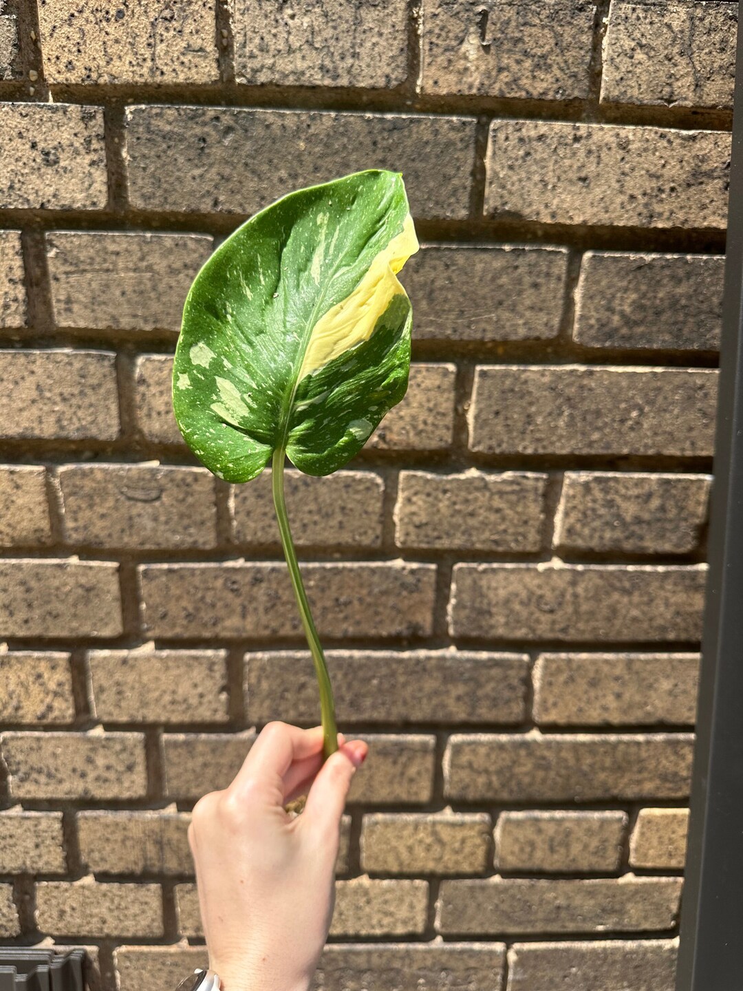 Monstera MEDUSA Contorted Top Cut Plant - Etsy