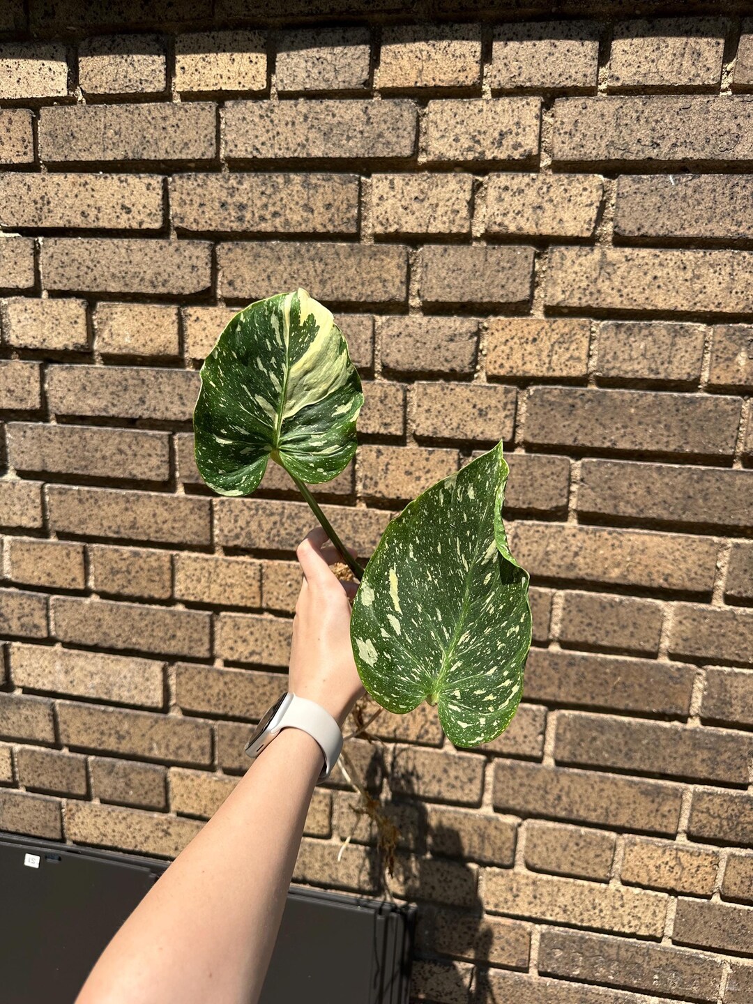 Monstera MEDUSA Contorted Mid Cut Plant - Etsy