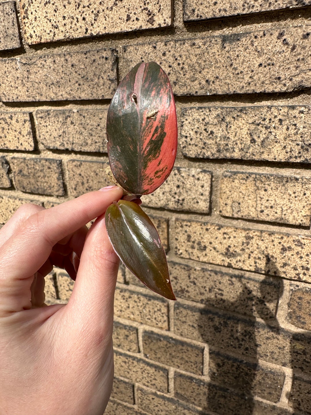 FIRE Philodendron Pink Princess Aurea Variegated Plant Cutting Ultra ...