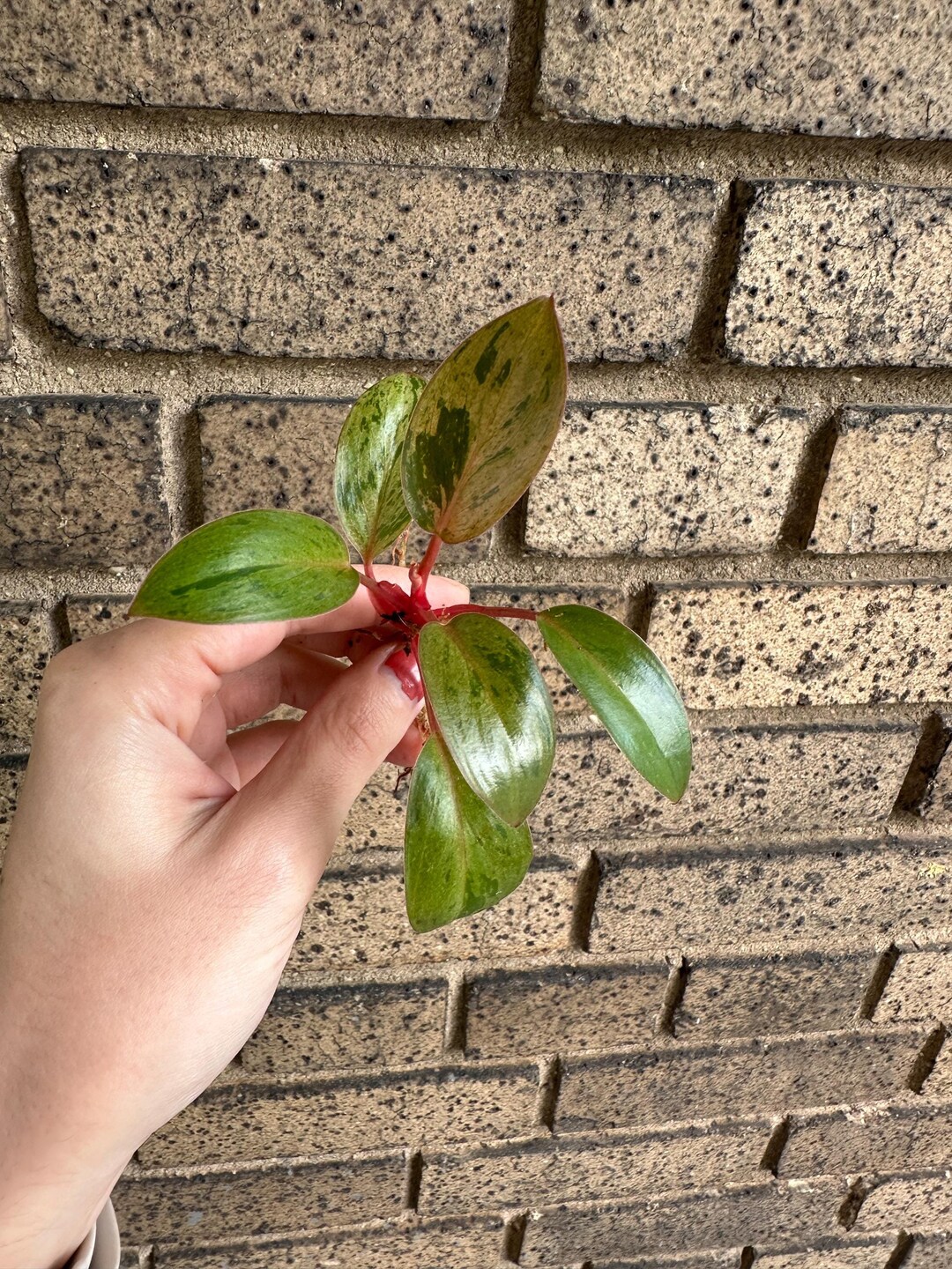 Dwarf Red Congo Mint Variegated Plant Cutting - Etsy