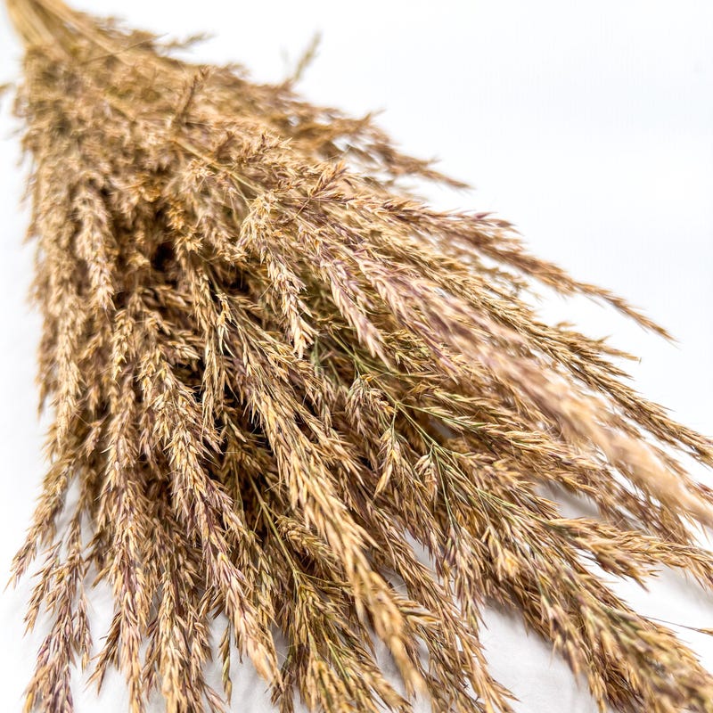 Dried Grass - Etsy