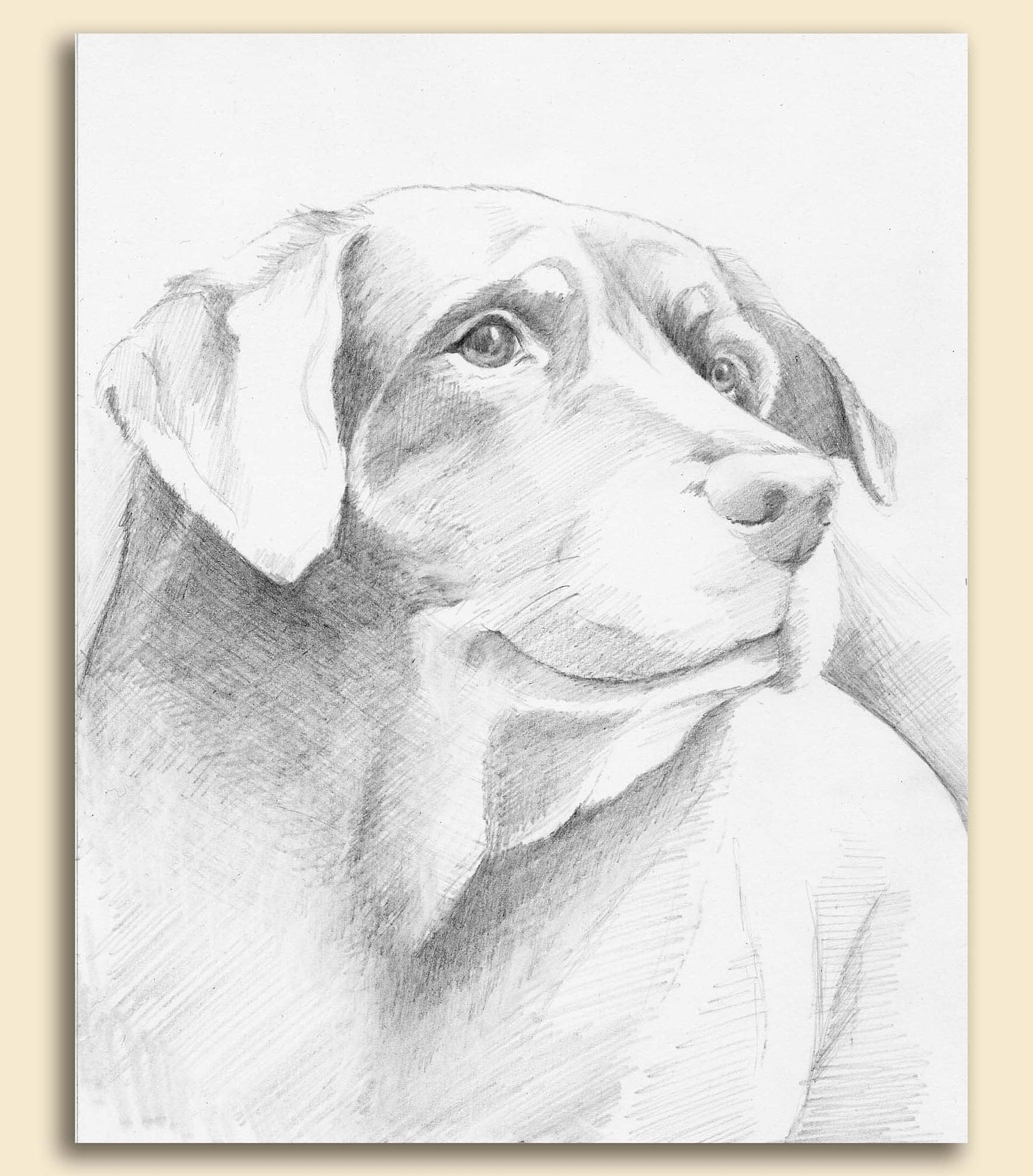 Pet Portrait Pencil Drawing | Etsy