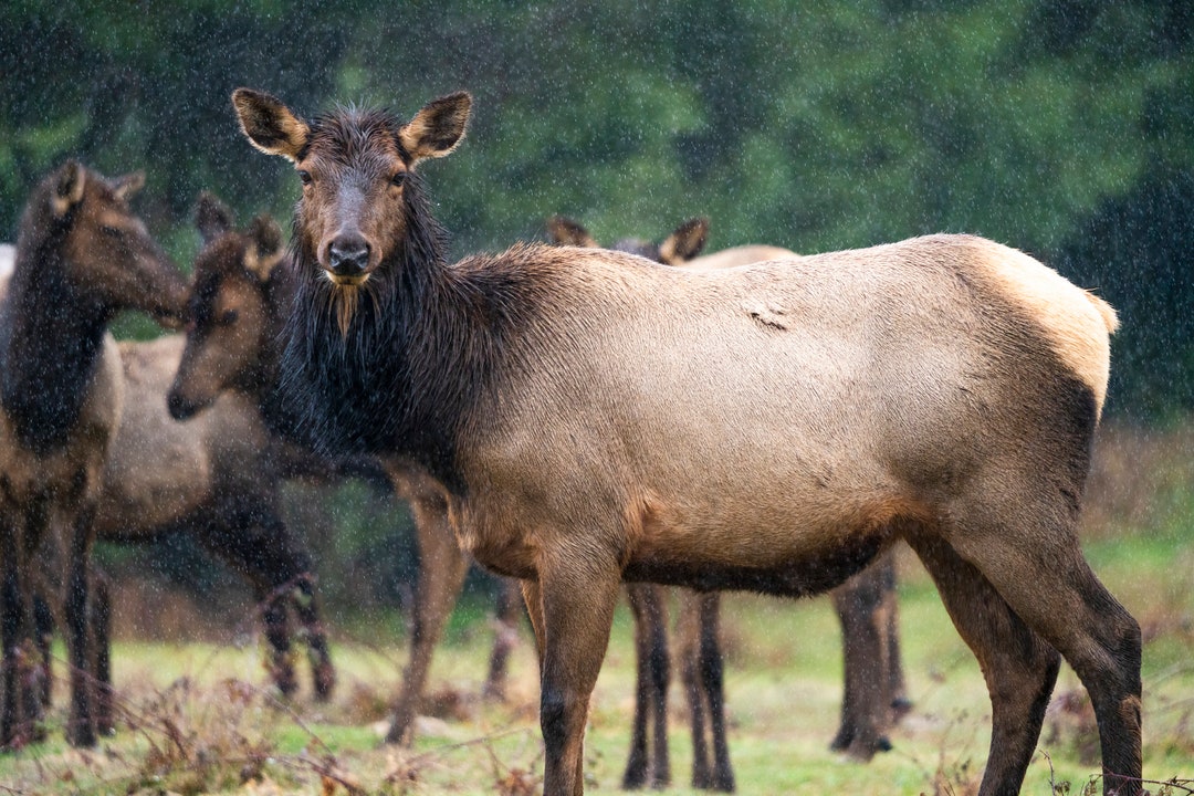 Elk Wildlife Photo Print - Olympic National Park Washington PNW Pacific ...