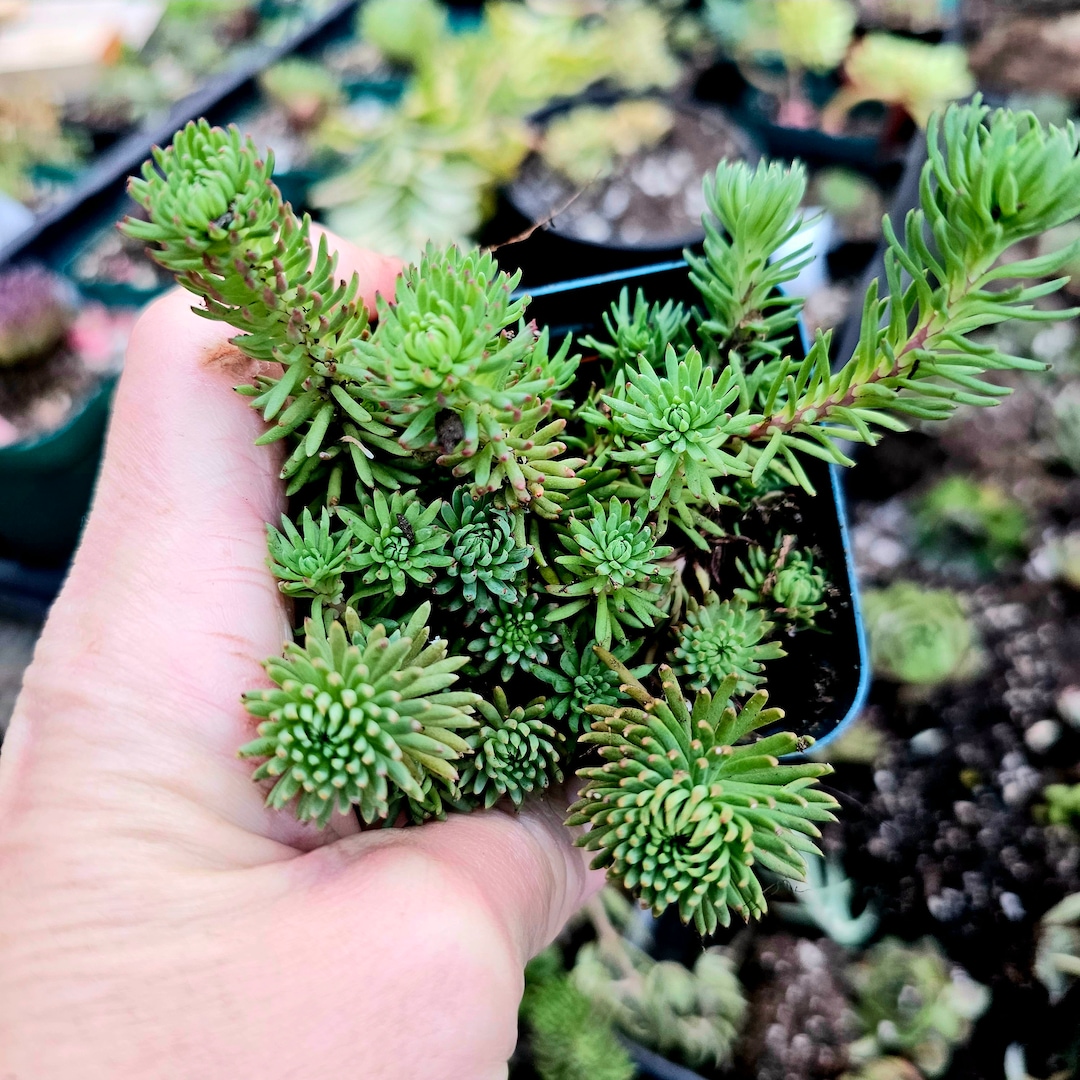 Sedum Forsterianum 'oracle Stonecrop' || Fully Rooted Cold-hardy ...