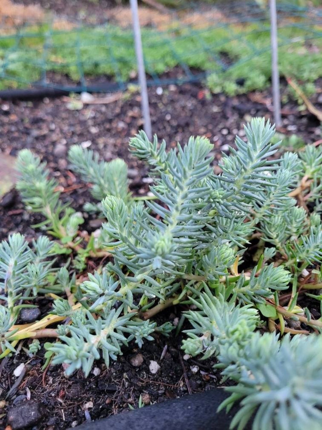 Sedum Rupestre 'blue Spruce' Stonecrop || Comes Fully Rooted in 3 Inch ...