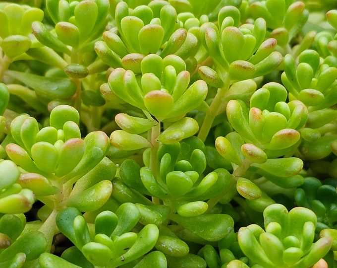 Oregon Stonecrop– Cold Hardy Succulent | Live Sedum Plants | Well ...