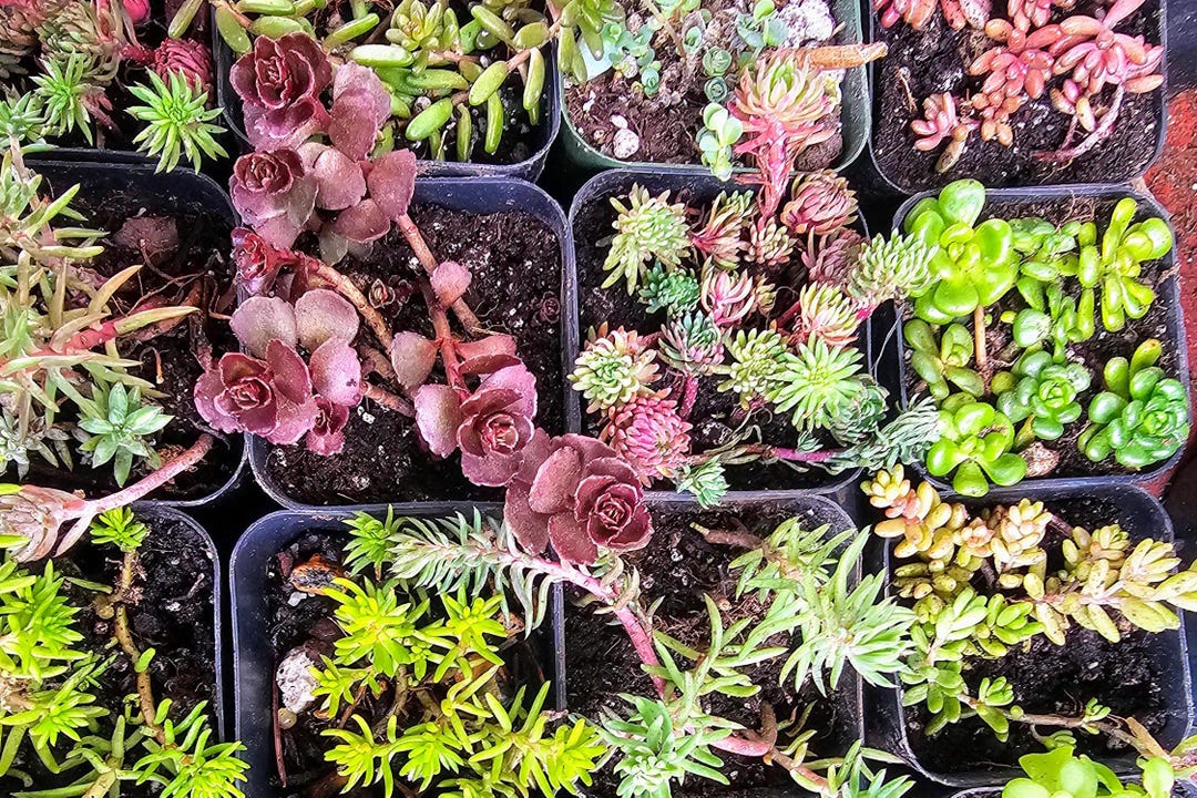 Cold-hardy Succulent Plants Shipped in 2" Pots || Stonecrops ...