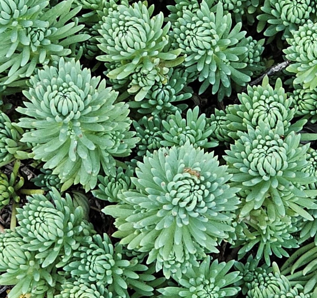 Sedum Forsterianum 'oracle Stonecrop' || Fully Rooted Cold-hardy ...