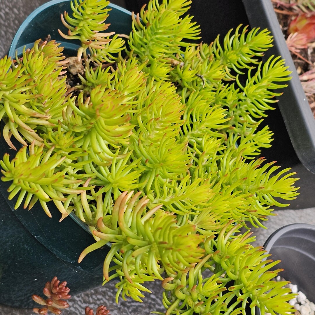Sedum Reflexum Angelina Potted Live Sedum Plant | 3 and 4 Inch Pots ...