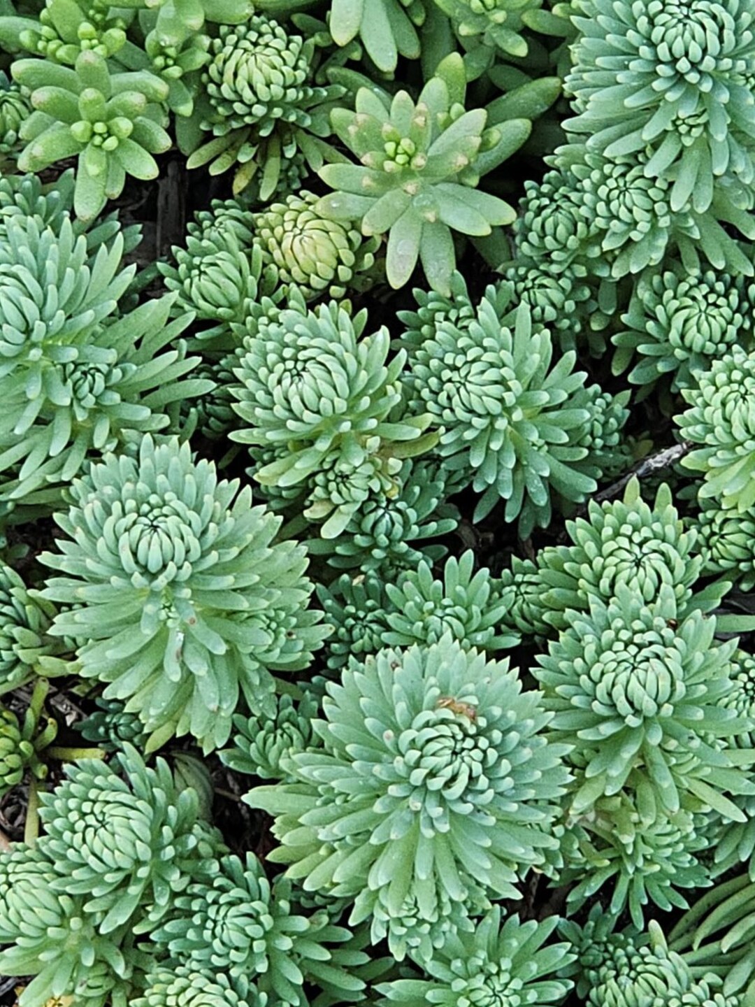 Sedum Fosterianum, Ships Fully Rooted in 3 Pots. This Rare Cold Hardy ...