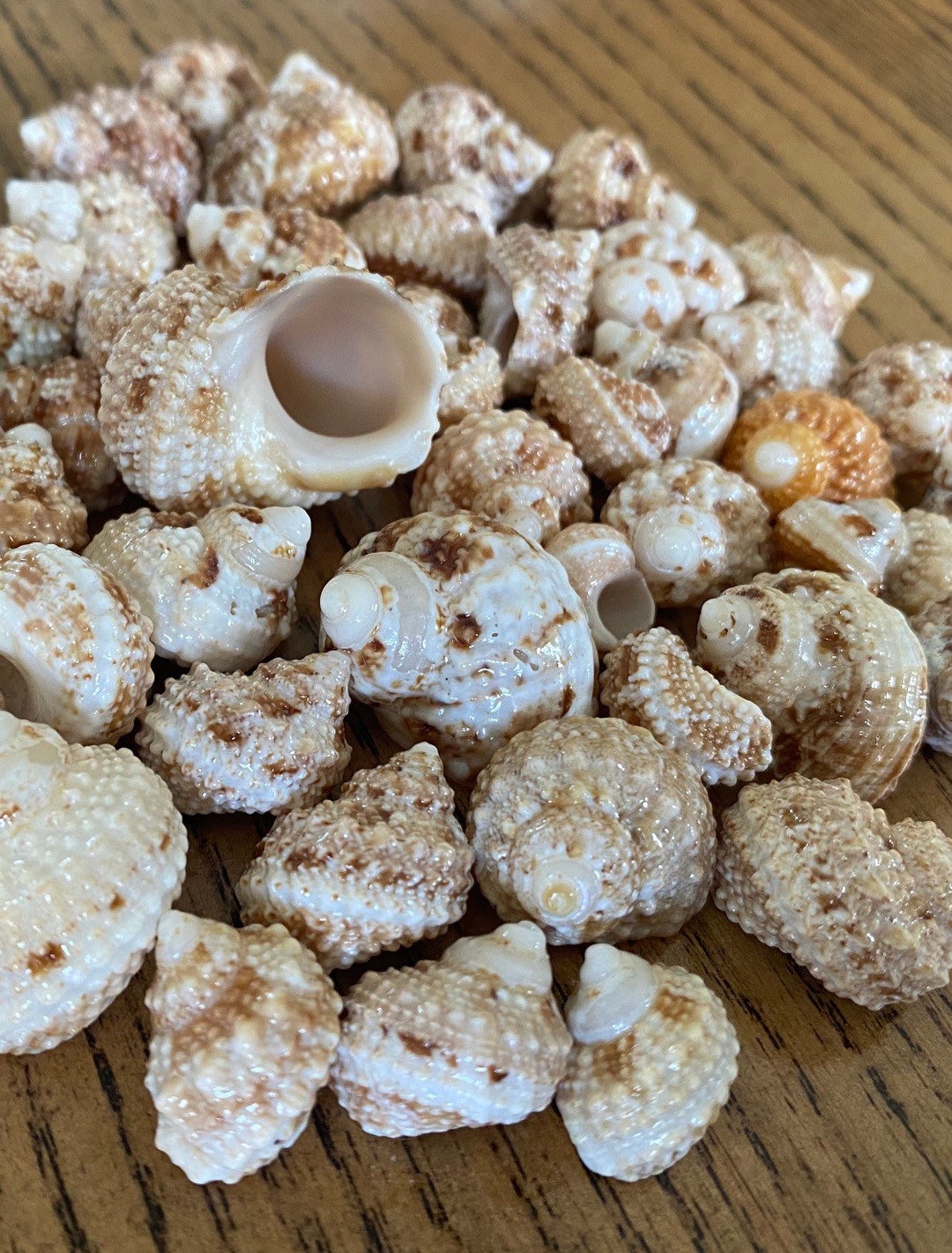 Sanibel Island Chestnut Turbans - Etsy