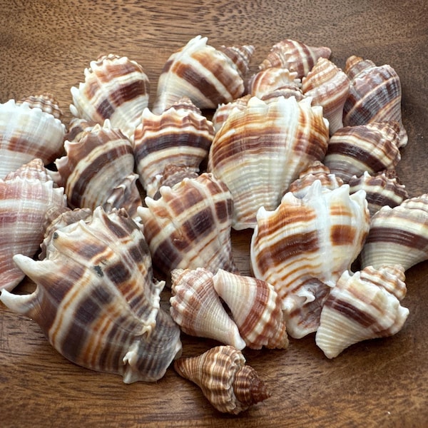 Shell Crown - Etsy