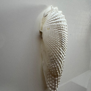 Sanibel Island Angel Wings - Etsy