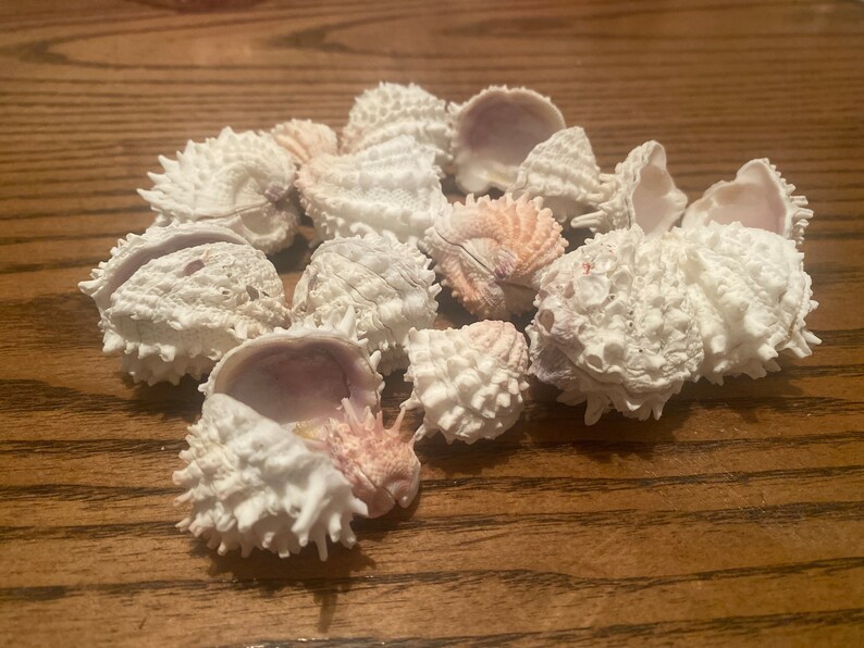 Sanibel Island Spiny Jewel Box - Etsy