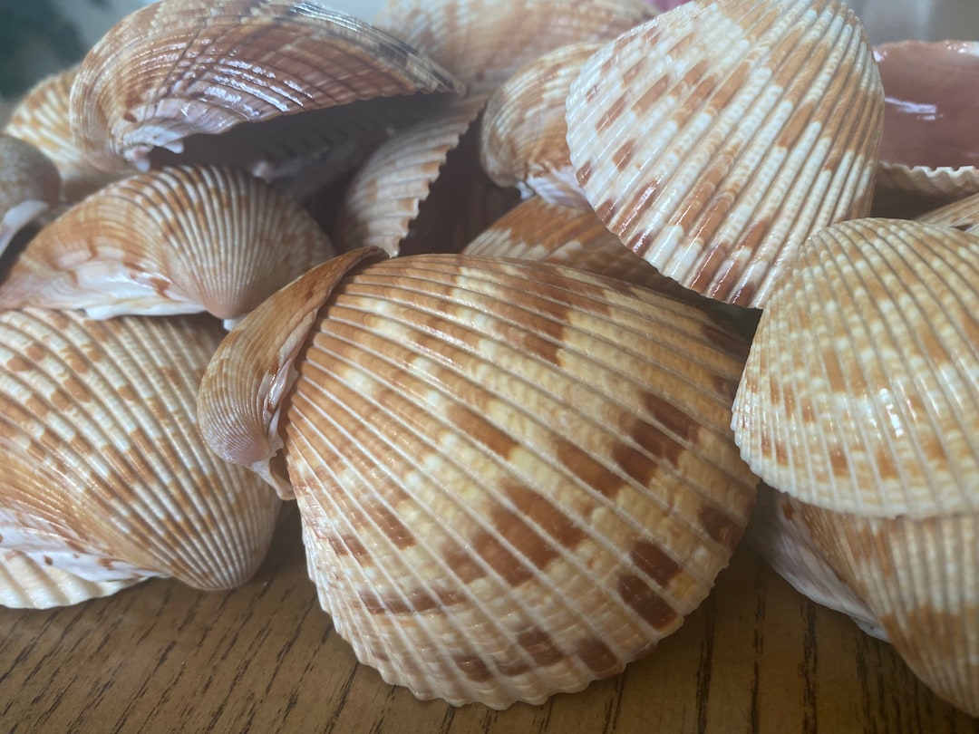 Sanibel Island Giant Atlantic (heart), Florida Prickly, and Yellow ...