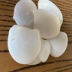 Sanibel Island Sailor’s Ear - Channeled Duck Clam Seashell - Etsy