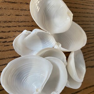 Sanibel Island Sailor’s Ear - Channeled Duck Clam Seashell - Etsy