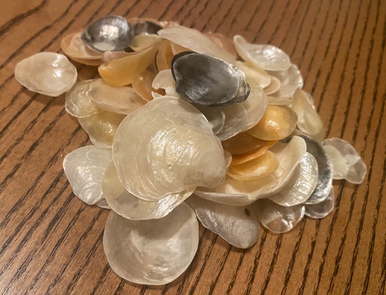 Sanibel Island Jingle Shells - Etsy