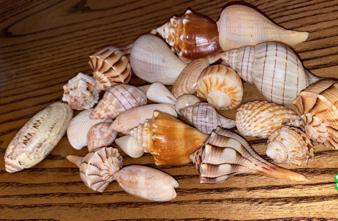 Sanibel Island Assorted Imperfect Shells - Etsy