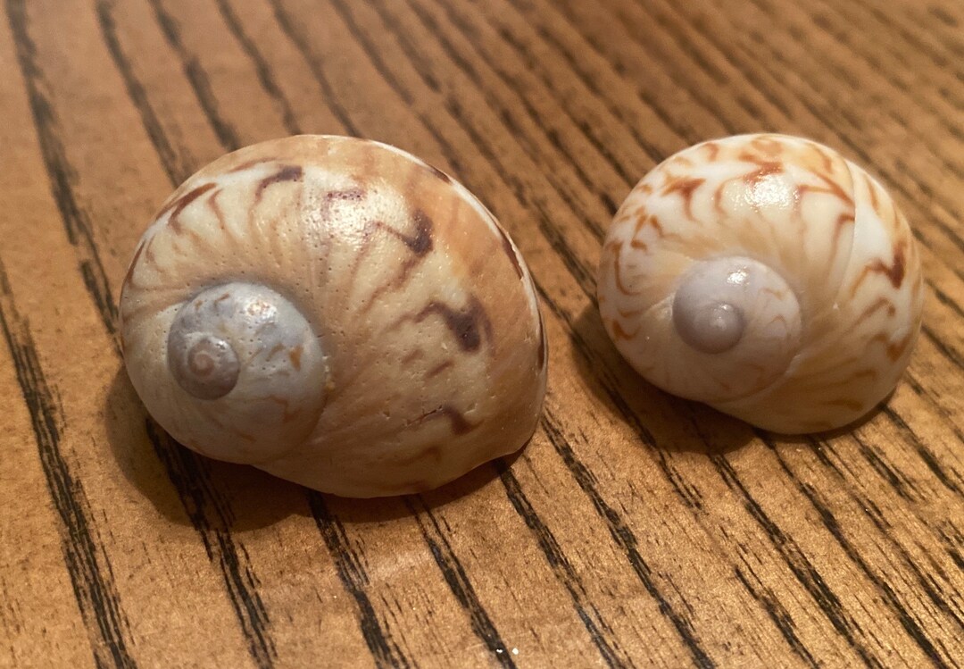 Sanibel Island Gaudy Nautica - Etsy