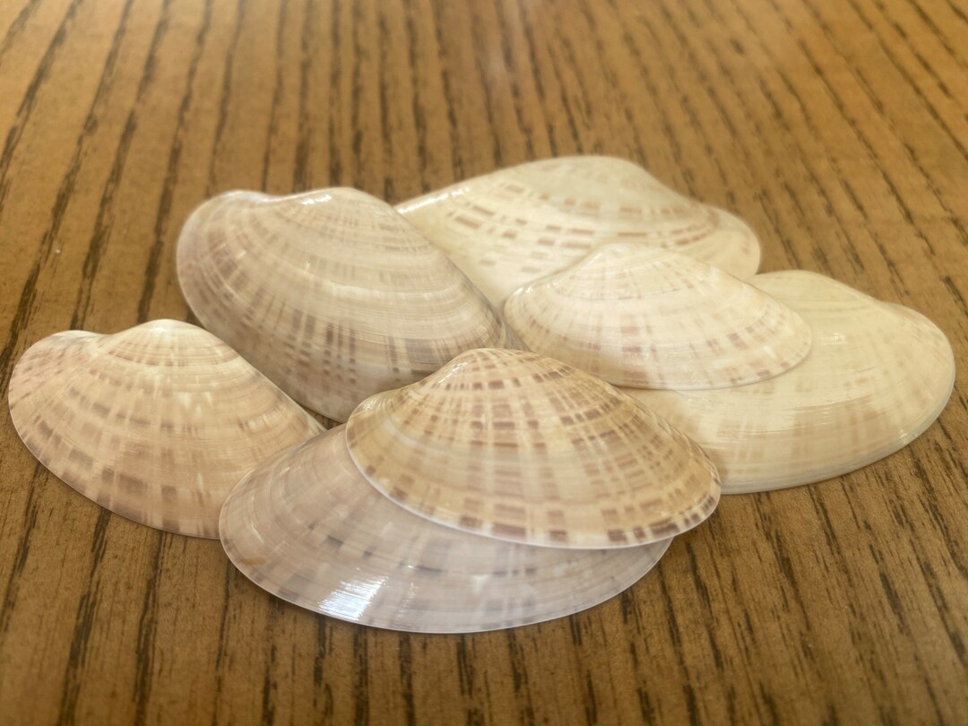 Sanibel Island Sunray Venus Clam - Etsy