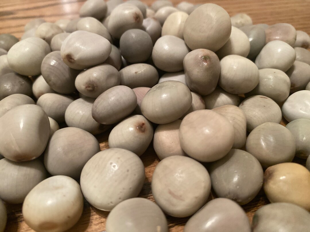 Sea Pearls (nickernut/nickar Nut) From Florida Keys (raw) - Etsy