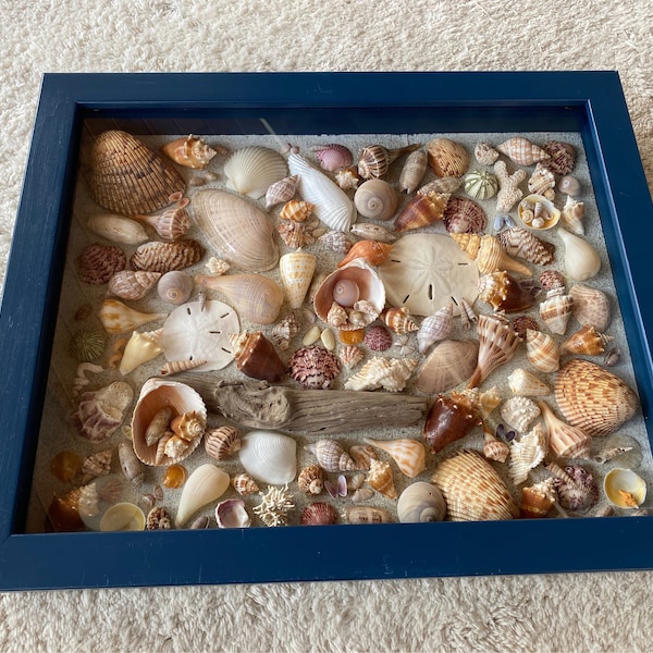 Sea Shell Display Case - Etsy