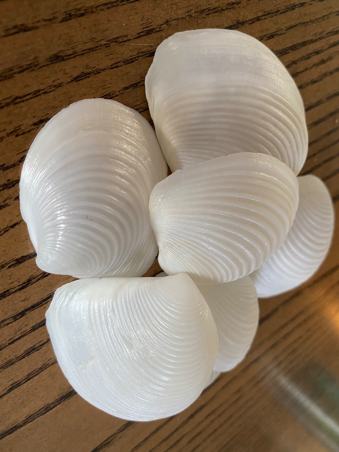 Sanibel Island Sailor’s Ear - Channeled Duck Clam Seashell - Etsy