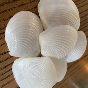 Sanibel Island Sailor’s Ear - Channeled Duck Clam Seashell - Etsy