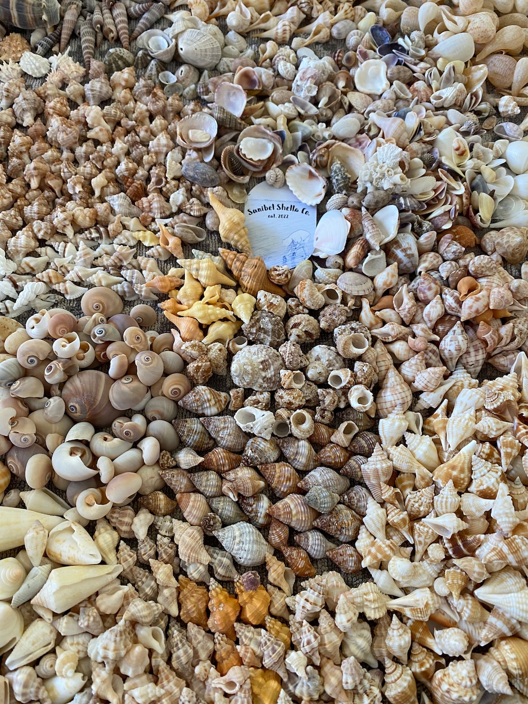 Sanibel Island Assorted Mini Perfect Shells - Etsy