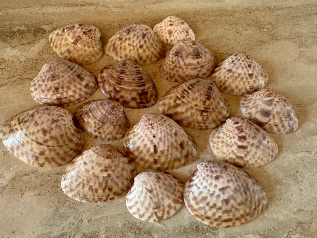 Sanibel Island Calico Clams - Etsy