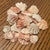 Sanibel Island Assorted Mini Perfect Shells - Etsy