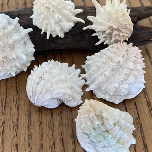 Sanibel Island Spiny Jewel Box - Etsy