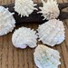 Sanibel Island Spiny Jewel Box - Etsy
