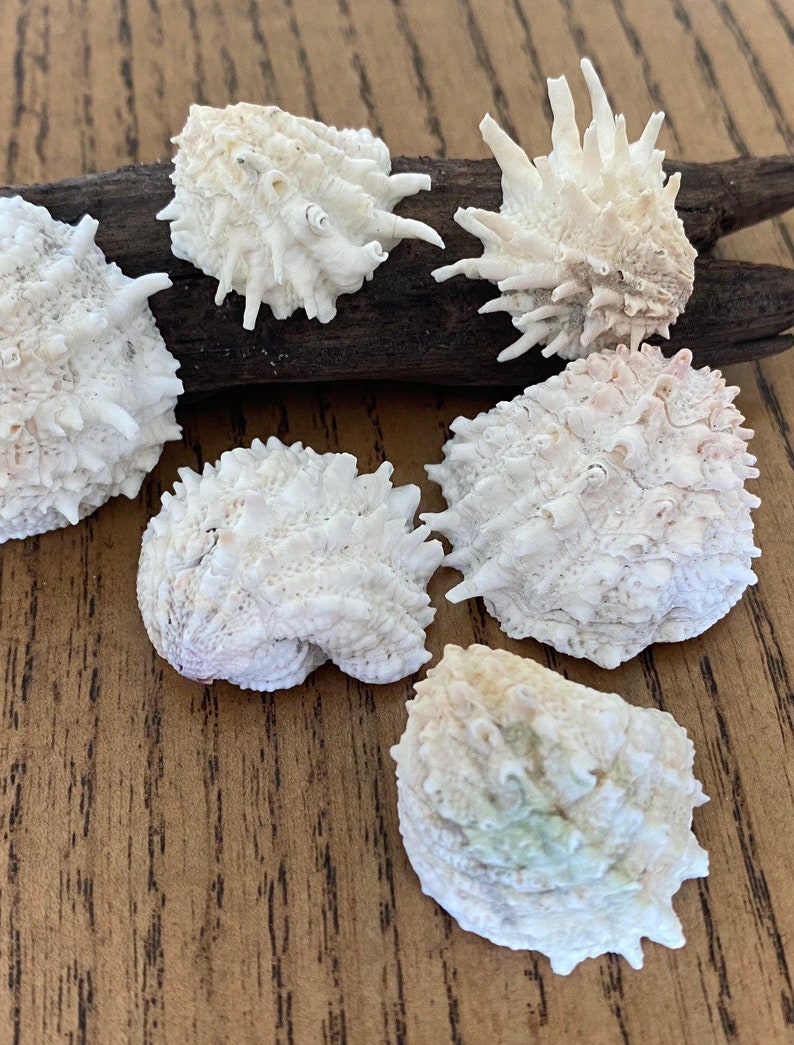 Sanibel Island Spiny Jewel Box - Etsy