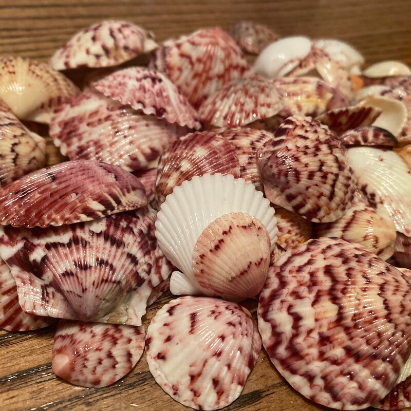 Calico Scallop Shell - Etsy