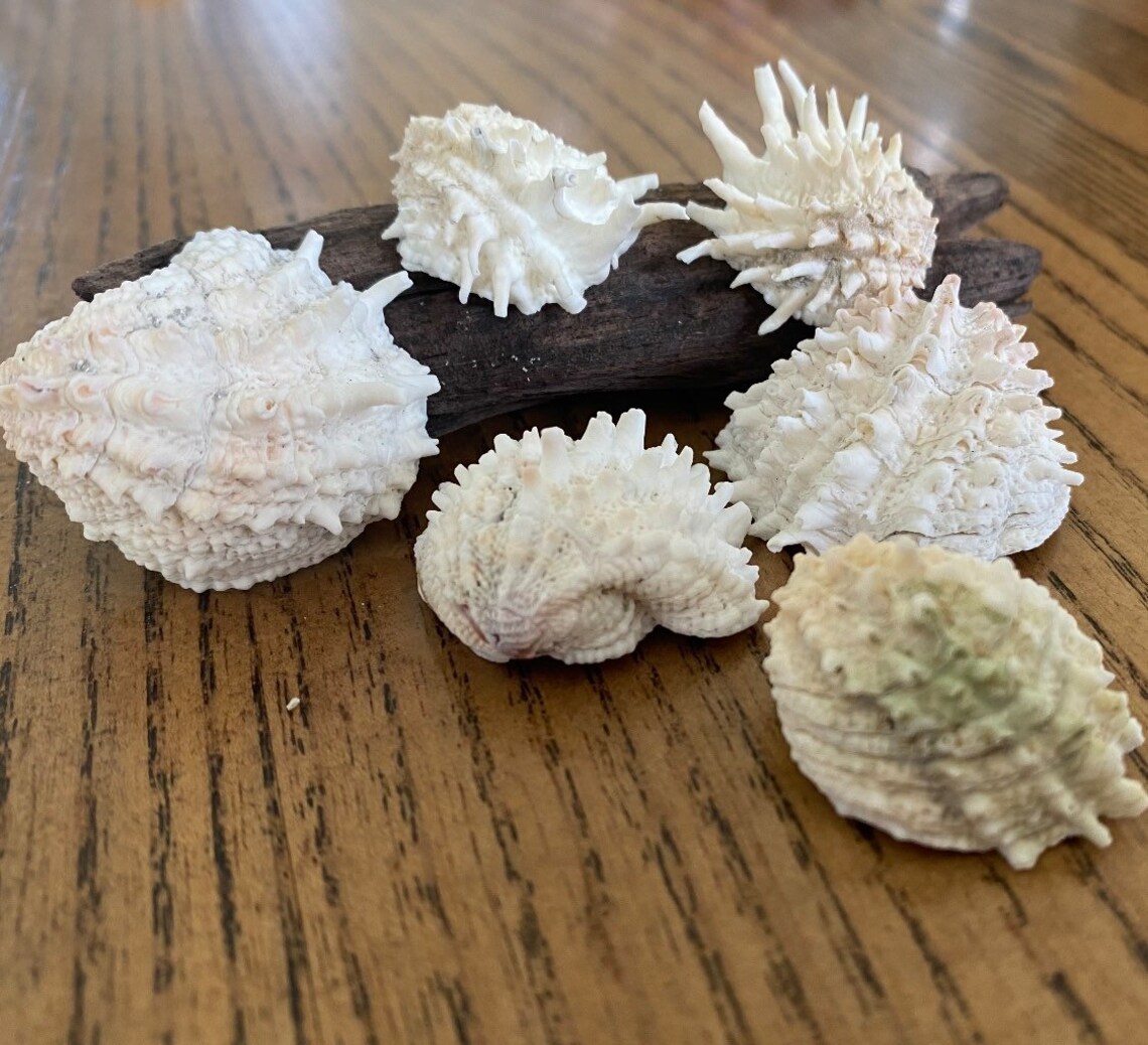 Sanibel Island Spiny Jewel Box - Etsy