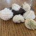 Sanibel Island Spiny Jewel Box - Etsy