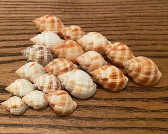 Common Nutmeg Seashell - Sanibel Island - Bundle of 7 - Etsy